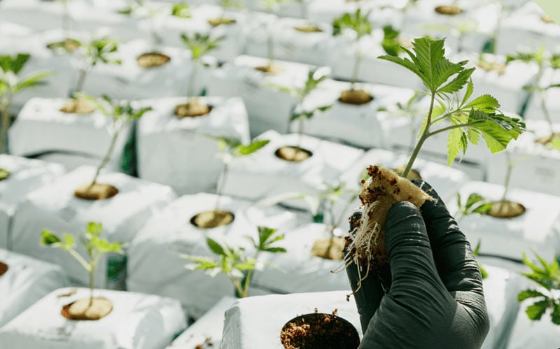 Medicinal Cannabis from Kind Medical - An Altum Brand